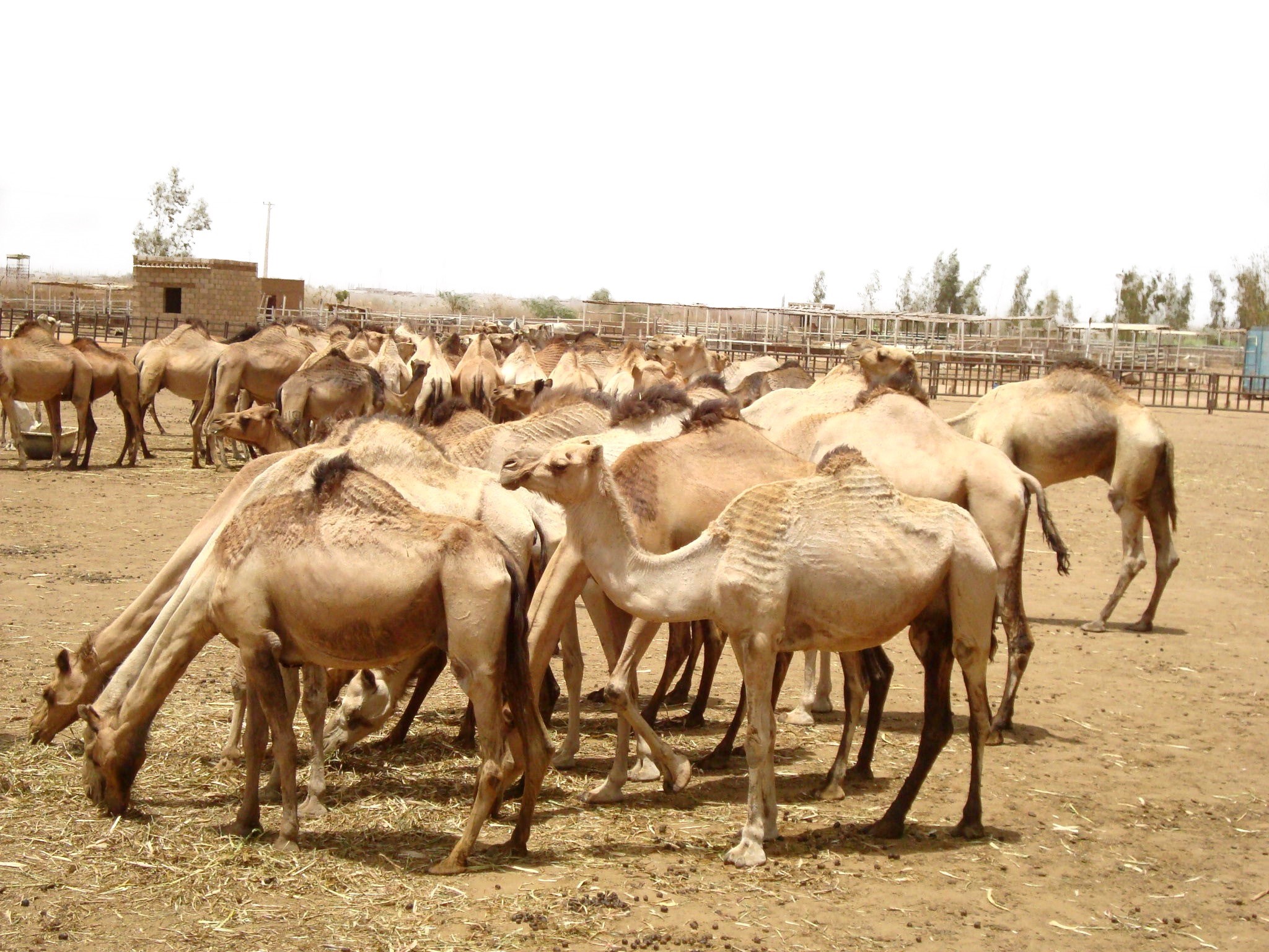 The Public Works Project Revives Camel Breeding and Fodder Production ...